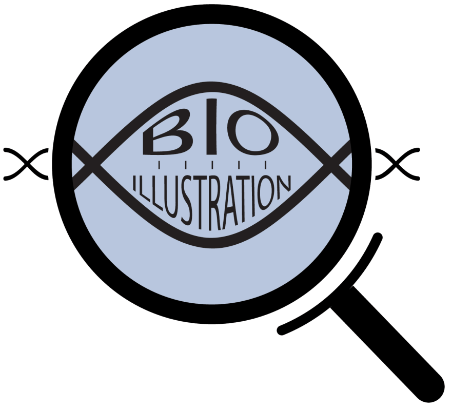 Bioillustrations – Professional custom biological illustrations