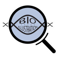 Bioillustrations – Professional custom biological illustrations