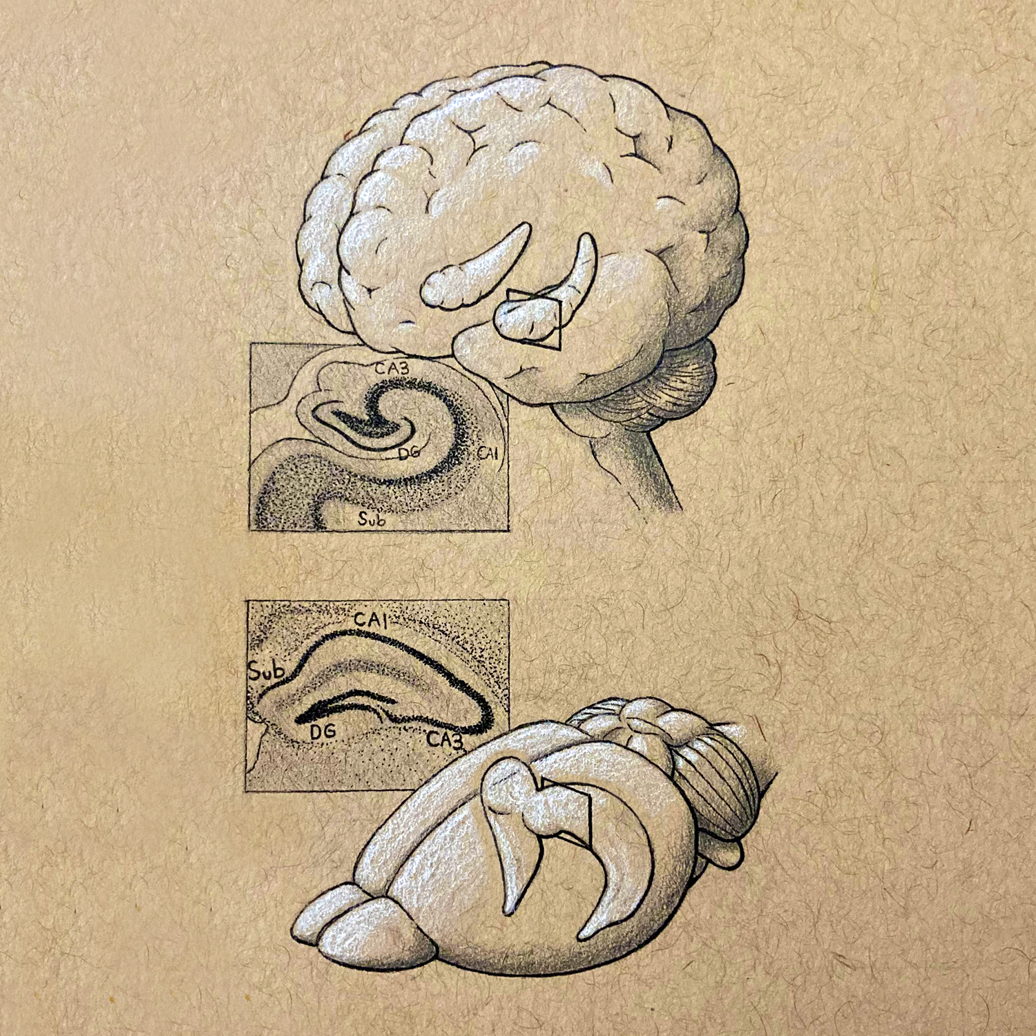 Portfolio – Bioillustrations