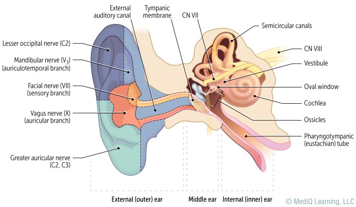Diagrams – Bioillustrations